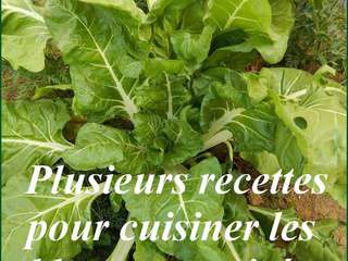 Les Meilleures Recettes de Blettes