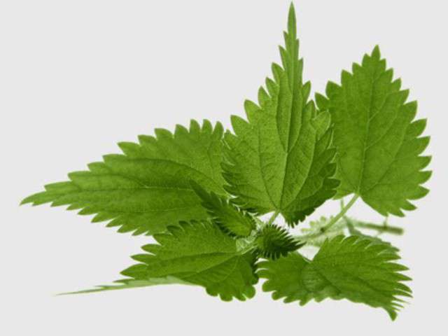 Recettes d'Orties de A B C vos IG