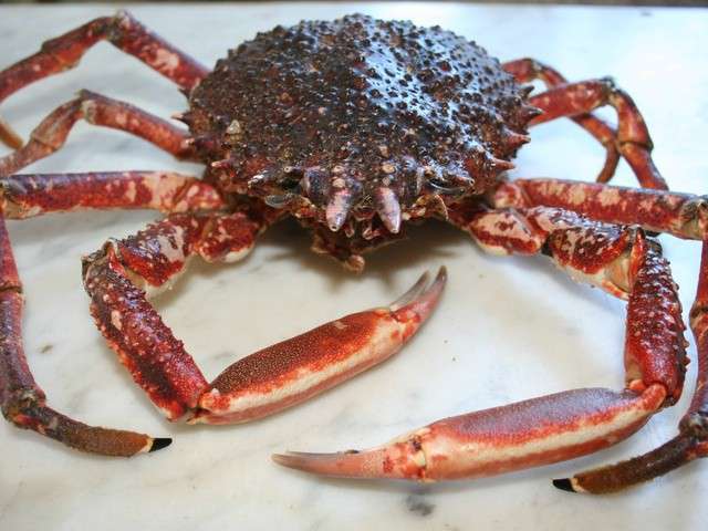 Les Meilleures Recettes d'Araignée et Araignée de mer