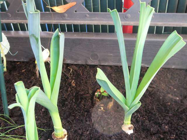 Recettes de Repiquage