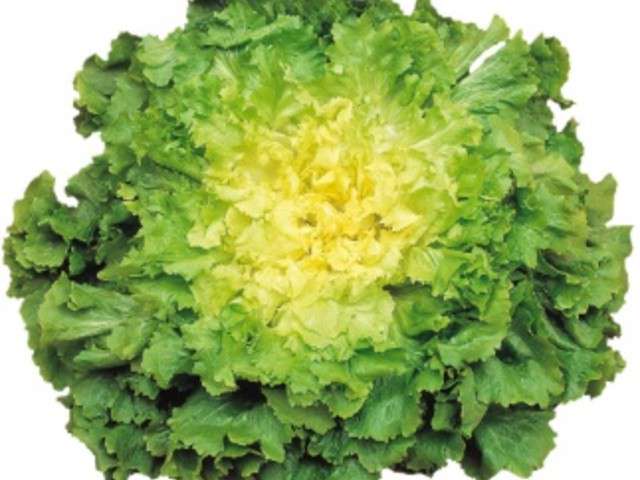 Recettes de Scarole - 2