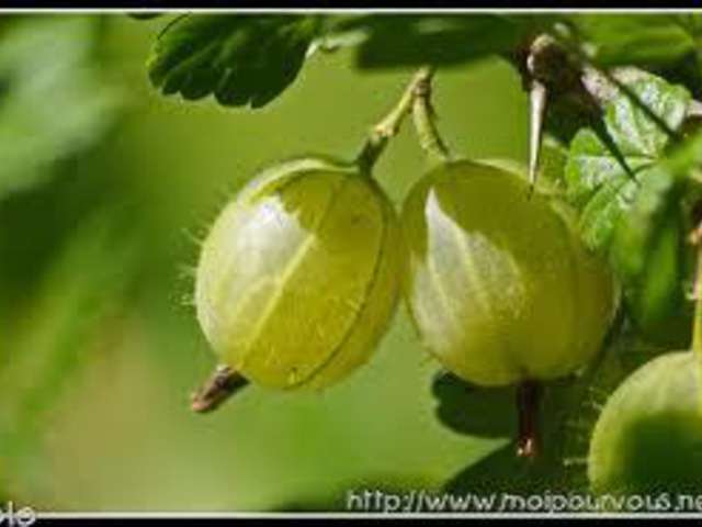 Recettes de Tarte aux Groseilles Vertes