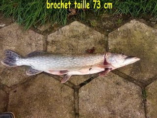 Recettes de Brochet