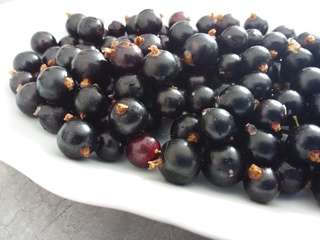 Recettes de Fruit Rouge