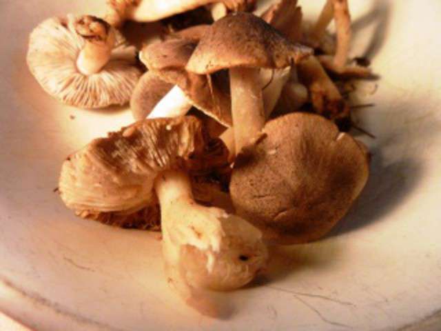 Recettes de Champignons Grises Terreux