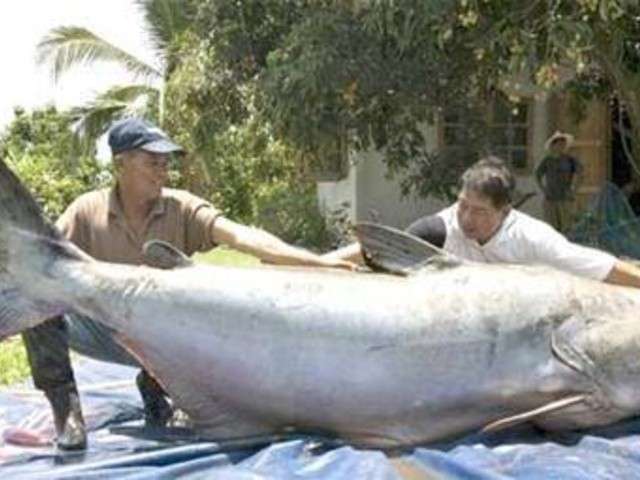 Recettes de Panga et Poisson