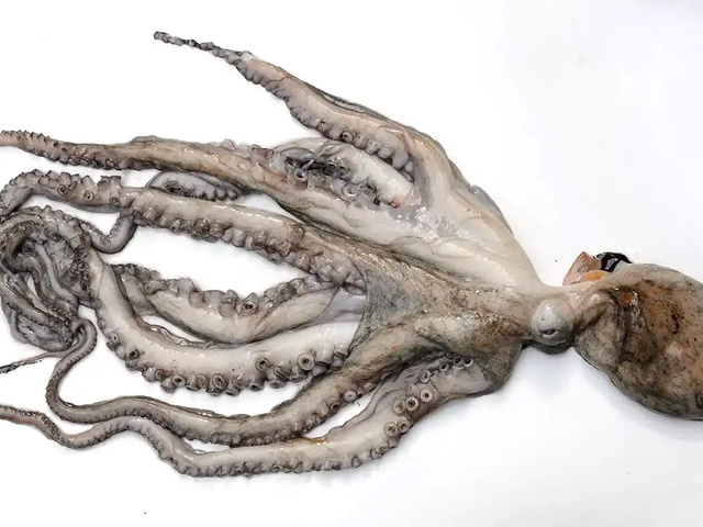 Recettes de Poulpes - 3