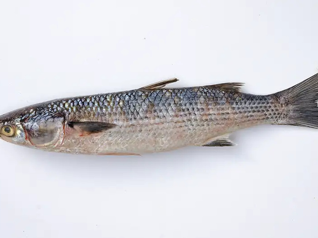 Recettes de Mulet de Cuisine à l'Ouest