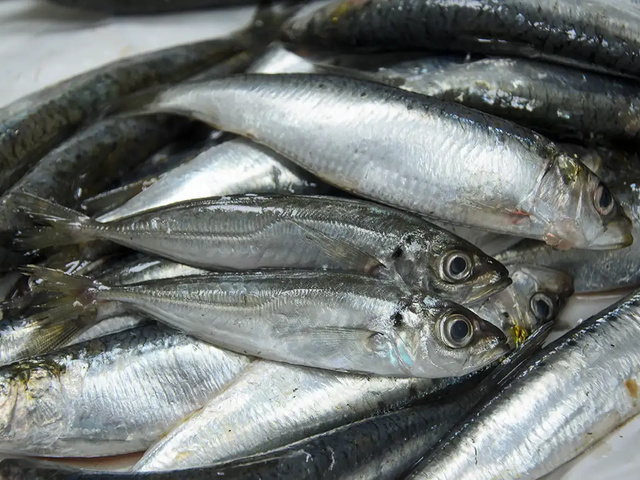 Recettes de Sardines et Poisson