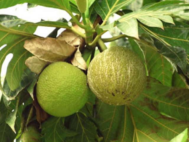 Recettes de Fruit-à-pain
