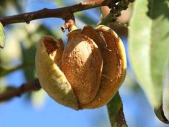 Recettes de Fruits de Cuisine du maroc et d'ailleurs