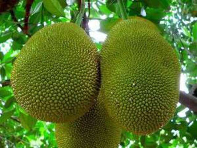 Recettes de Jacque de Recettes et Saveurs des Iles