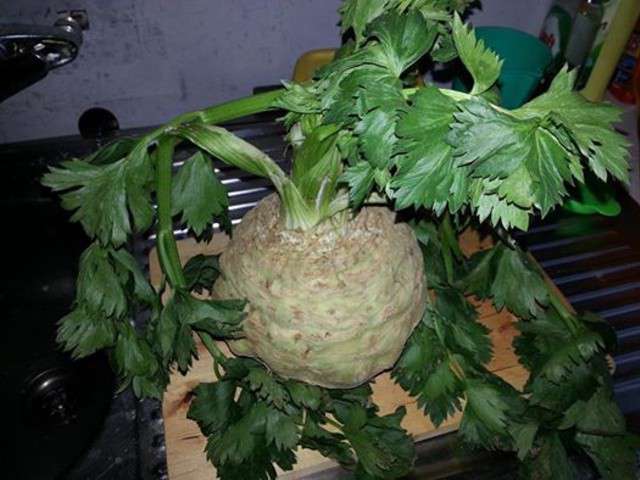 Recettes de Céleri de Cuisine simple