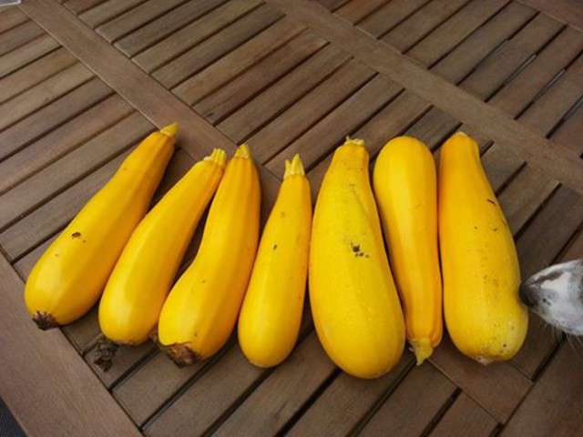 Recettes de Courgettes jaunes de Cuisine simple