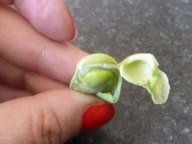 Recettes de Fèves - 4