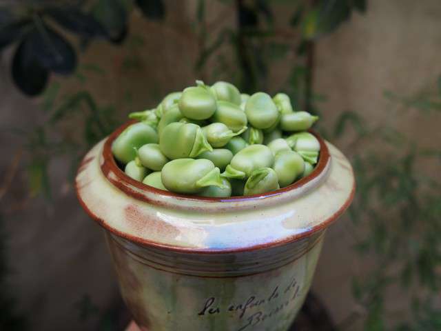 Recettes de Fèves Fraiches de Cuisiner en paix