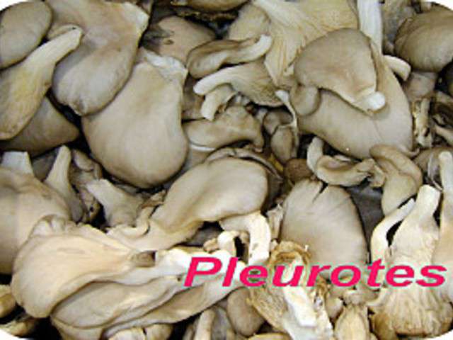 Recettes de Pleurotes de cuisinerpoursurvivre