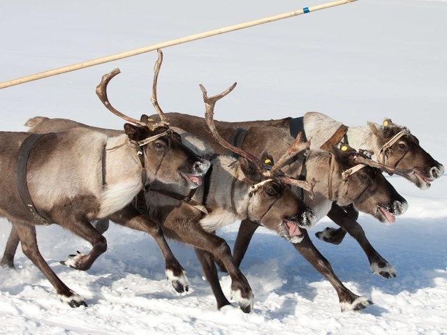 Recettes de Renne de Foodies and Family