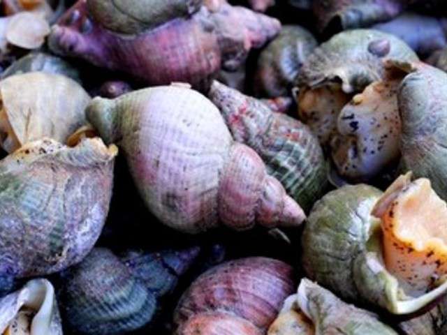 Recettes de Bulots - 4