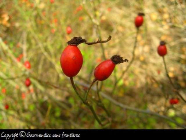 Recettes de Sauvage de Gourmandise sans frontières