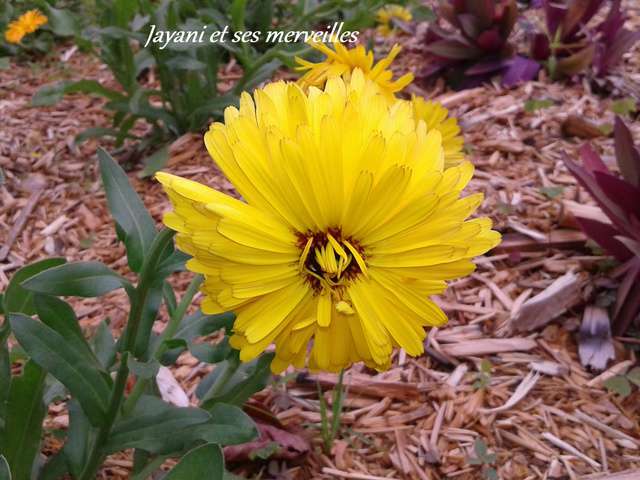 Recettes de Fleurs de Jayani et ses merveilles