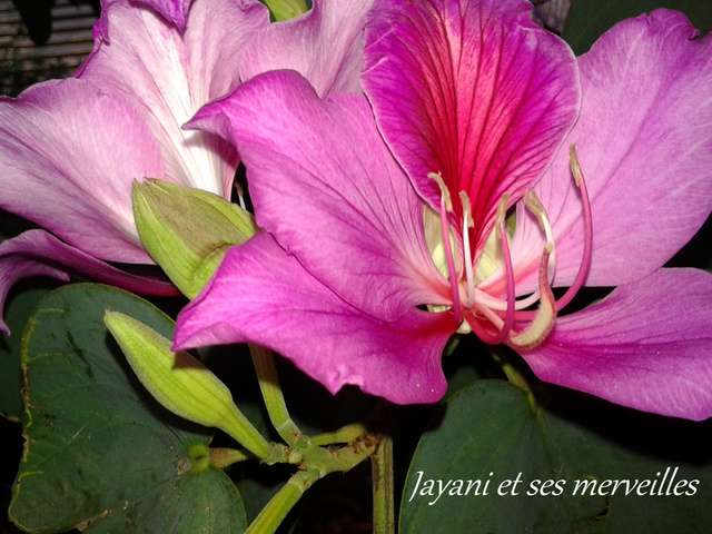 Recettes de Fleurs de Jayani et ses merveilles
