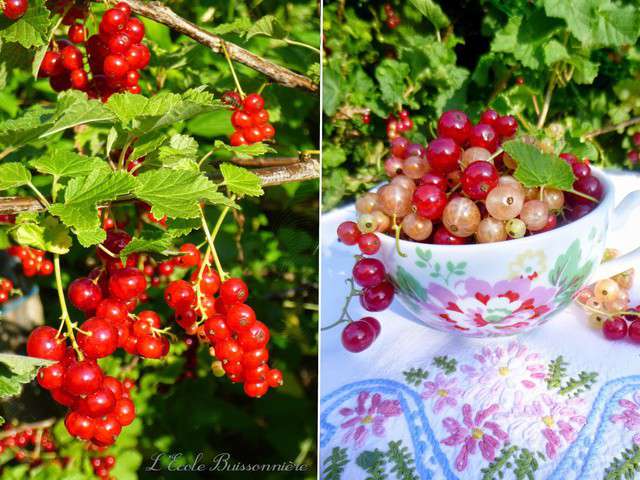 Recettes de Groseilles de L'Ecole Buissonnière