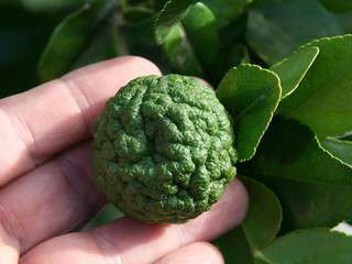 Recettes de Feuilles de combava