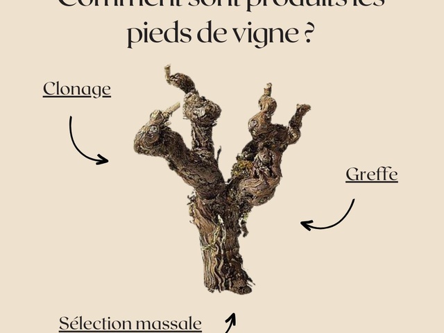 Recettes de Vigne