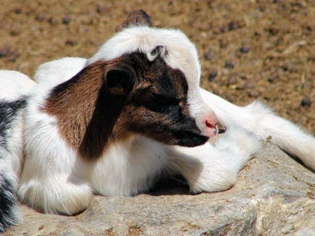 Recettes de Chevreau de La triperie