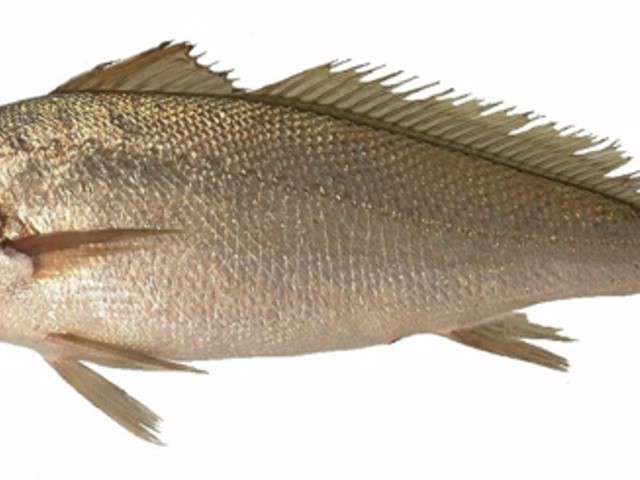 Recettes de Maigre et Légumes