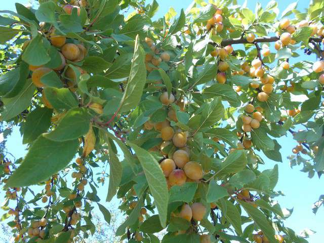 Recettes de Mirabelle de lechaudrondetaka