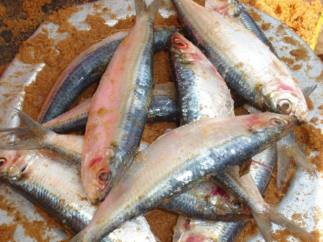 Recettes de Sardines de Légère Gourmandise