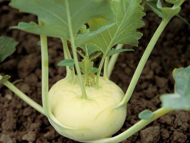 Les Meilleures Recettes de Chou-rave et Graines