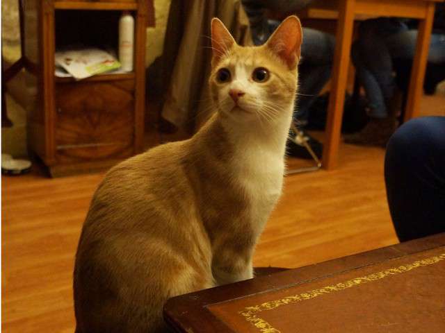 Recettes de Chat de Mademoiselle Pah