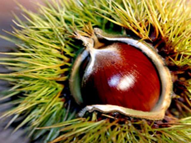 Recettes de Châtaigne de MAISON BONIN