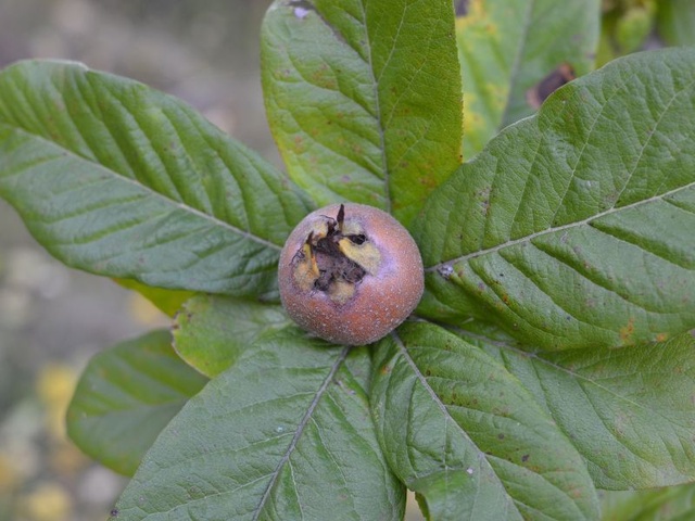 Recettes de Nèfle du Japon de Marcia 'Tack