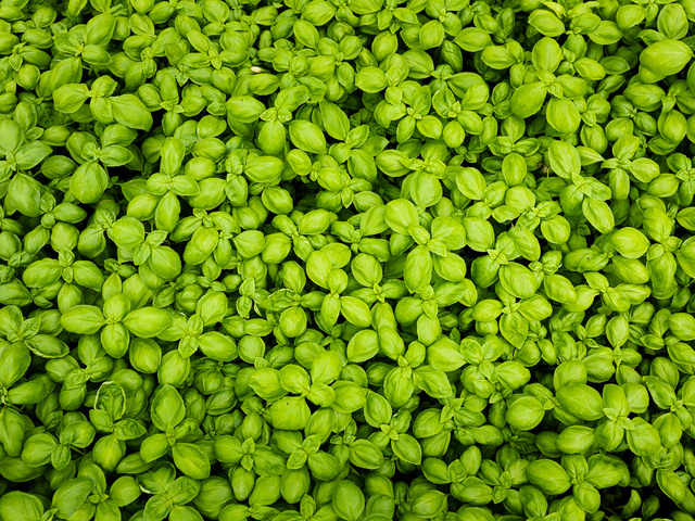 Recettes de Basilic de RecetteItalienne