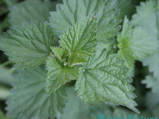 Recettes d'Orties de RécréaNature