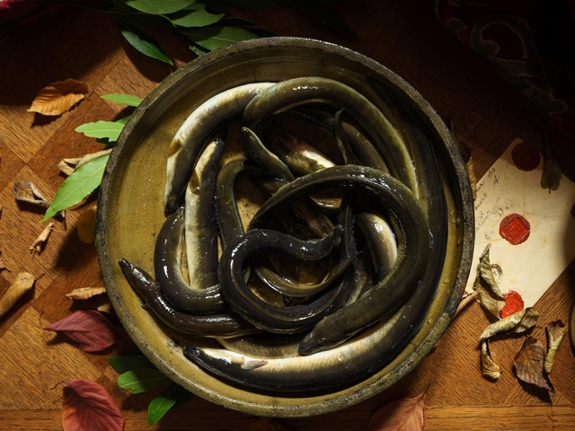 Recettes d'Anguilles de Renards Gourmets