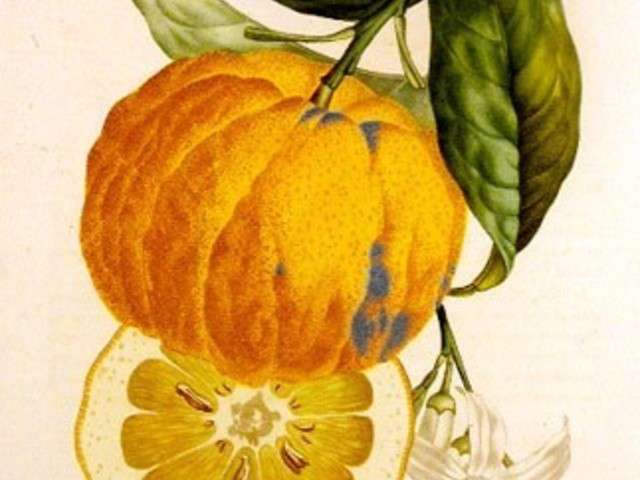 Recettes de Bigarade de Saveur Passion