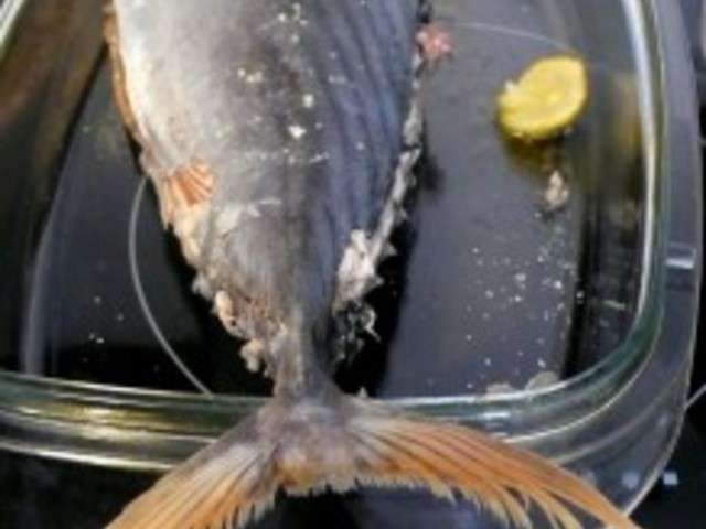 Recettes de Bonite de Saveur Passion