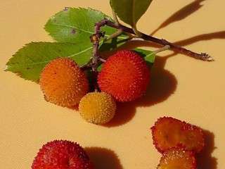 Recettes d'Arbouse