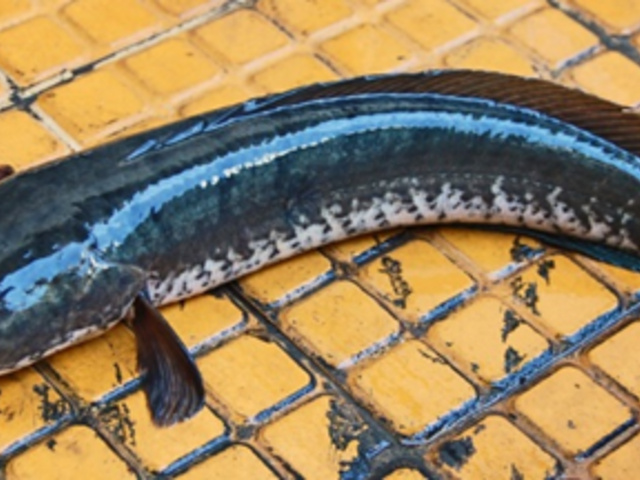 Recettes de Tête et Poisson