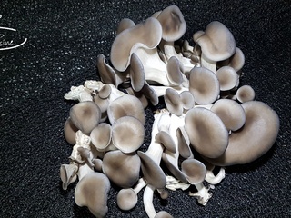 Recettes de Pleurotes