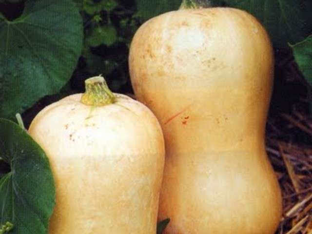 Les Meilleures Recettes de Courge butternut et Cuisine végétarienne