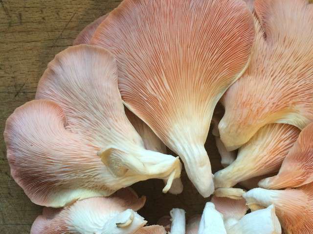 Recettes de Pleurotes - 12