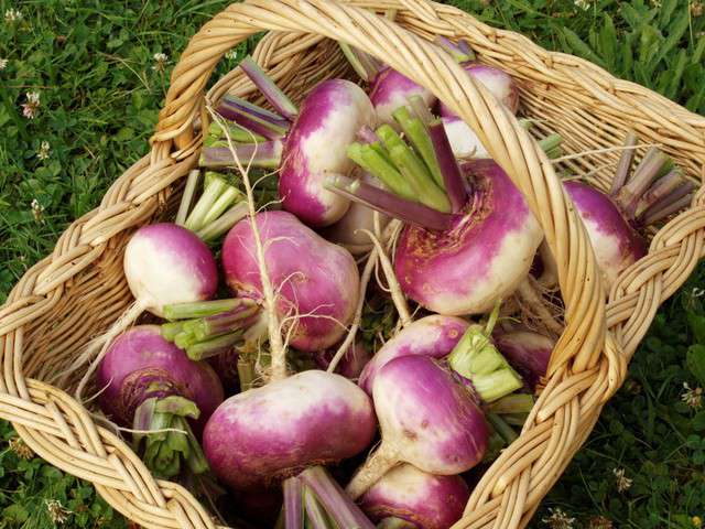 Recettes de Navets de vitaality.fr